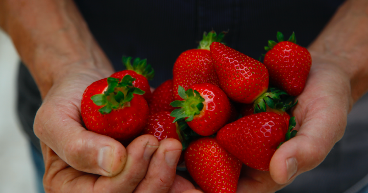 De mooiste aardbeien: zo teel je ze! | BinnensteBuiten