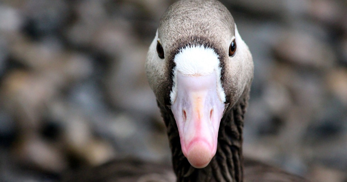 De kolgans | BinnensteBuiten