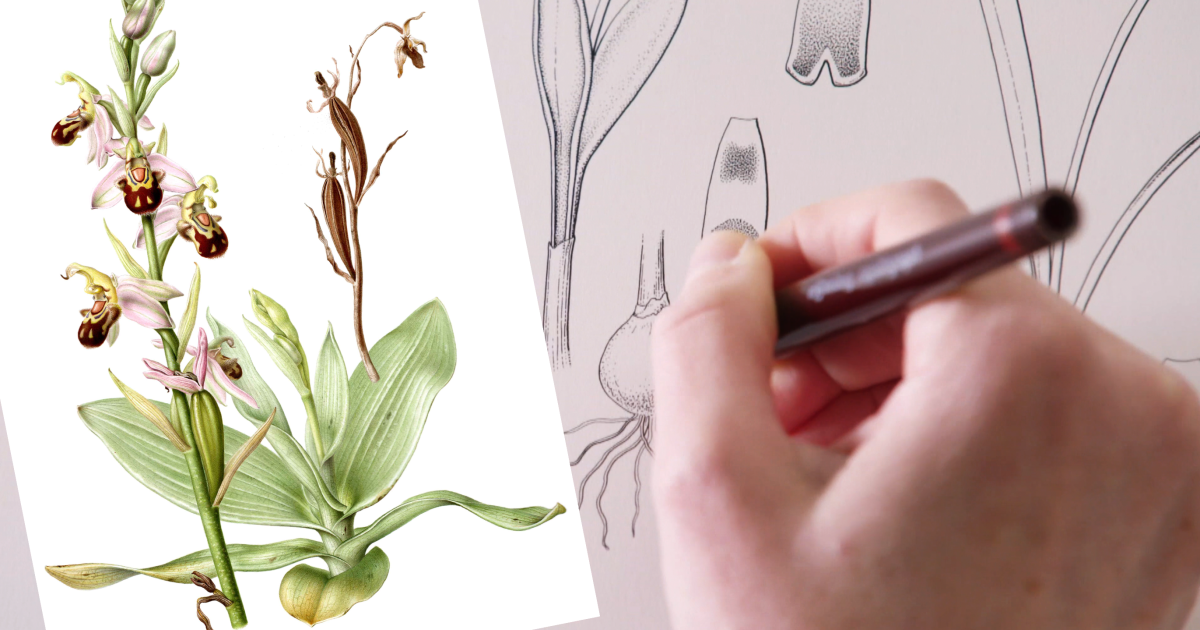 Botanische tekeningen met de mooiste details | BinnensteBuiten