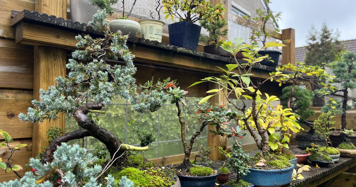 De beste tips om jouw bonsai boom buiten te onderhouden | BinnensteBuiten