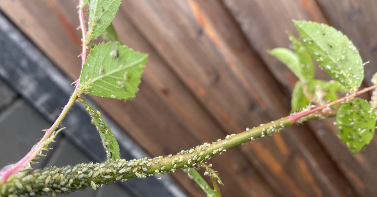 Tips om bladluizen te bestrijden op een natuurlijke manier ...