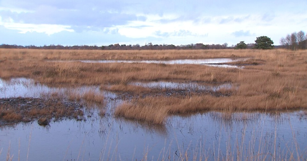 Veenmoeras in Drenthe | BinnensteBuiten