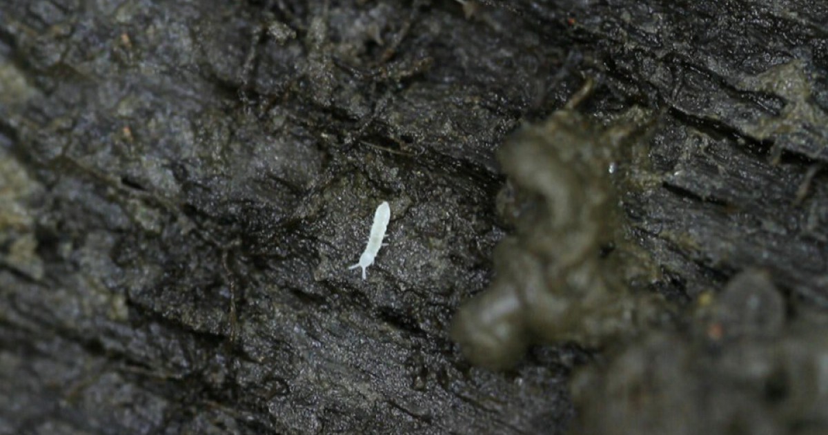 De springstaart | BinnensteBuiten