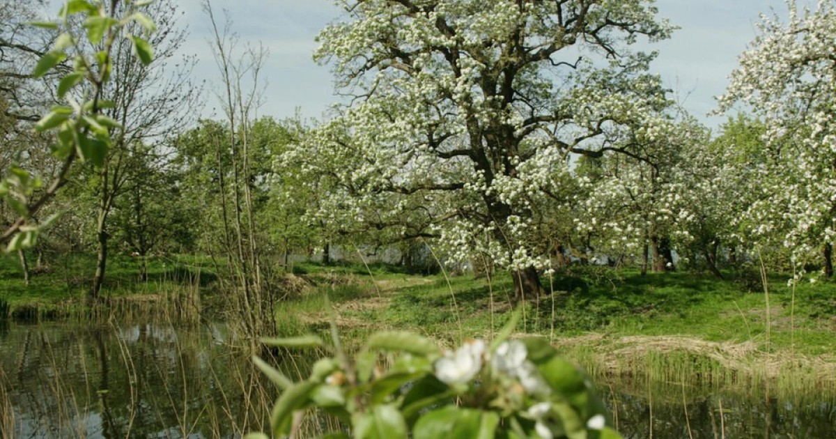 Oude appel- en perenbloesem in Vijfherenlanden | BinnensteBuiten