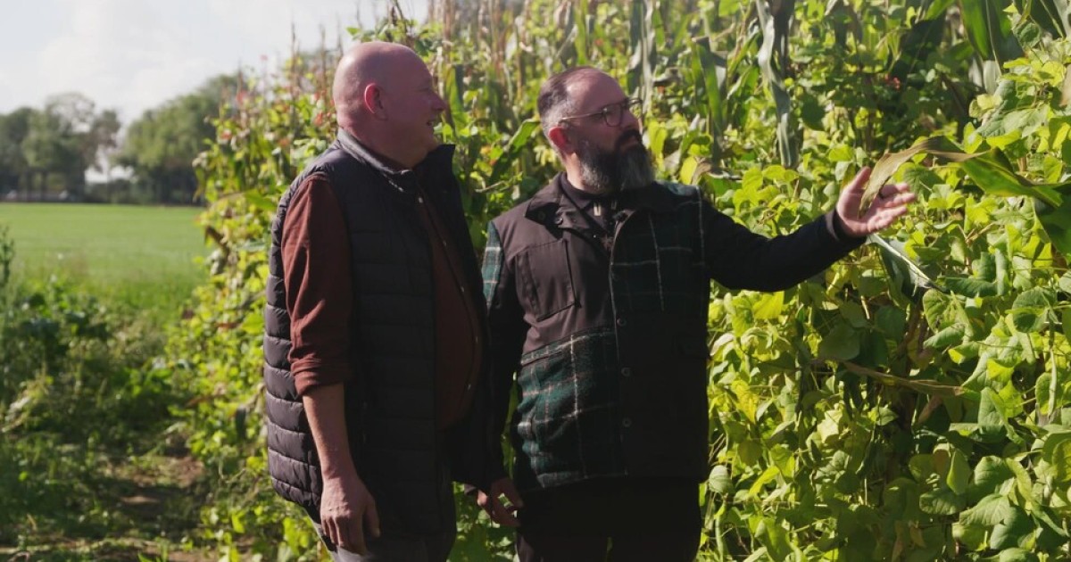 Chef Ramon Brugman gaat op bezoek bij pompoenpitten teler in De Heurne ...