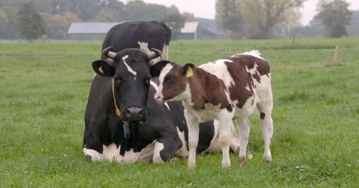 Melk van moederkoe met kalf | BinnensteBuiten