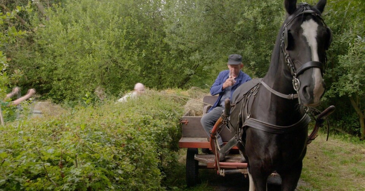 Ouderwets hooien met paard en wagen in Utrecht | BinnensteBuiten