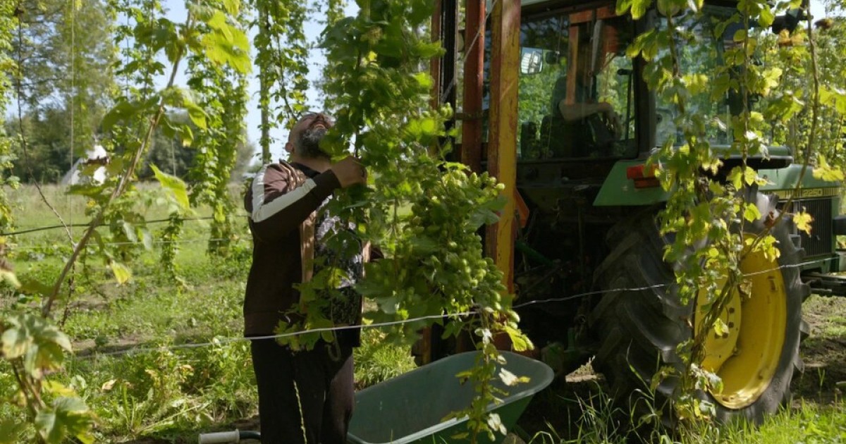 Ramon ziet hop groeien tot aan de hemel | BinnensteBuiten
