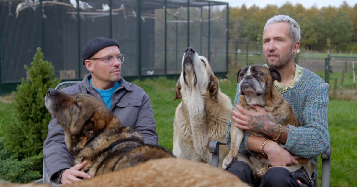 Mishandelde dieren krijgen een tweede leven op deze boerderij ...