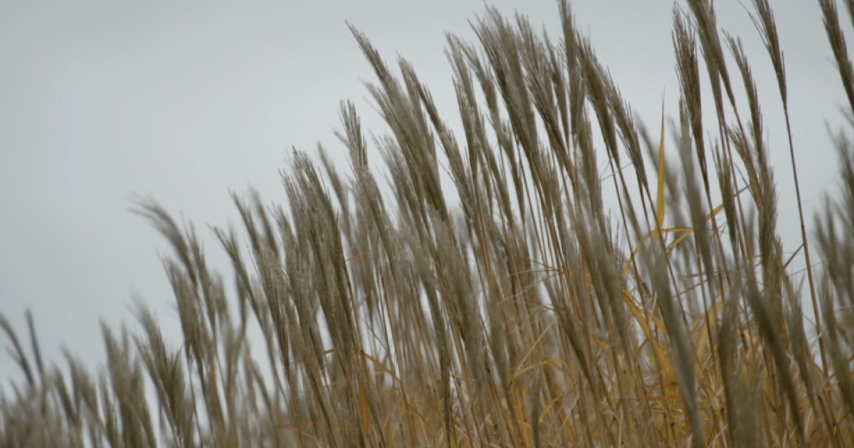 Is olifantsgras het nieuwe duurzame goud | BinnensteBuiten