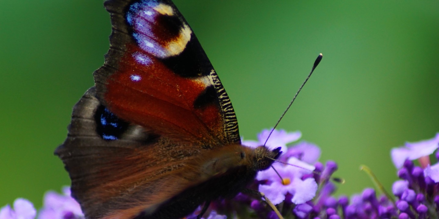 Spot vlinders met de herkenningskaart van de Vlinderstichting ...