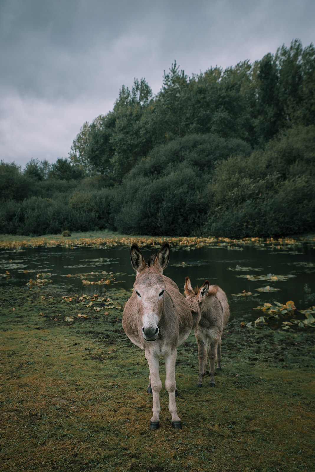 De zeldzame dieren van landgoed 't Heijk | BinnensteBuiten