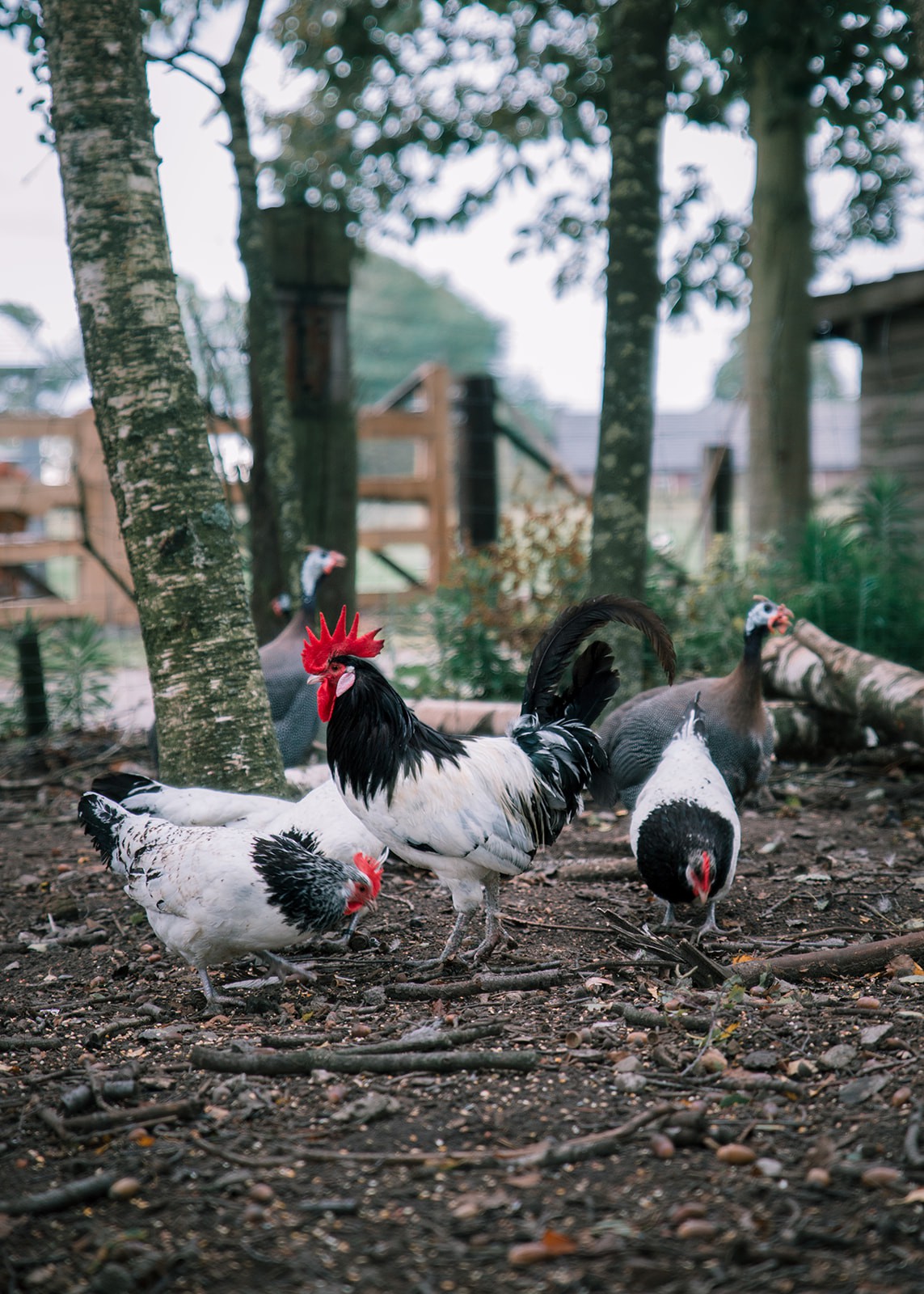 De zeldzame dieren van landgoed 't Heijk | BinnensteBuiten