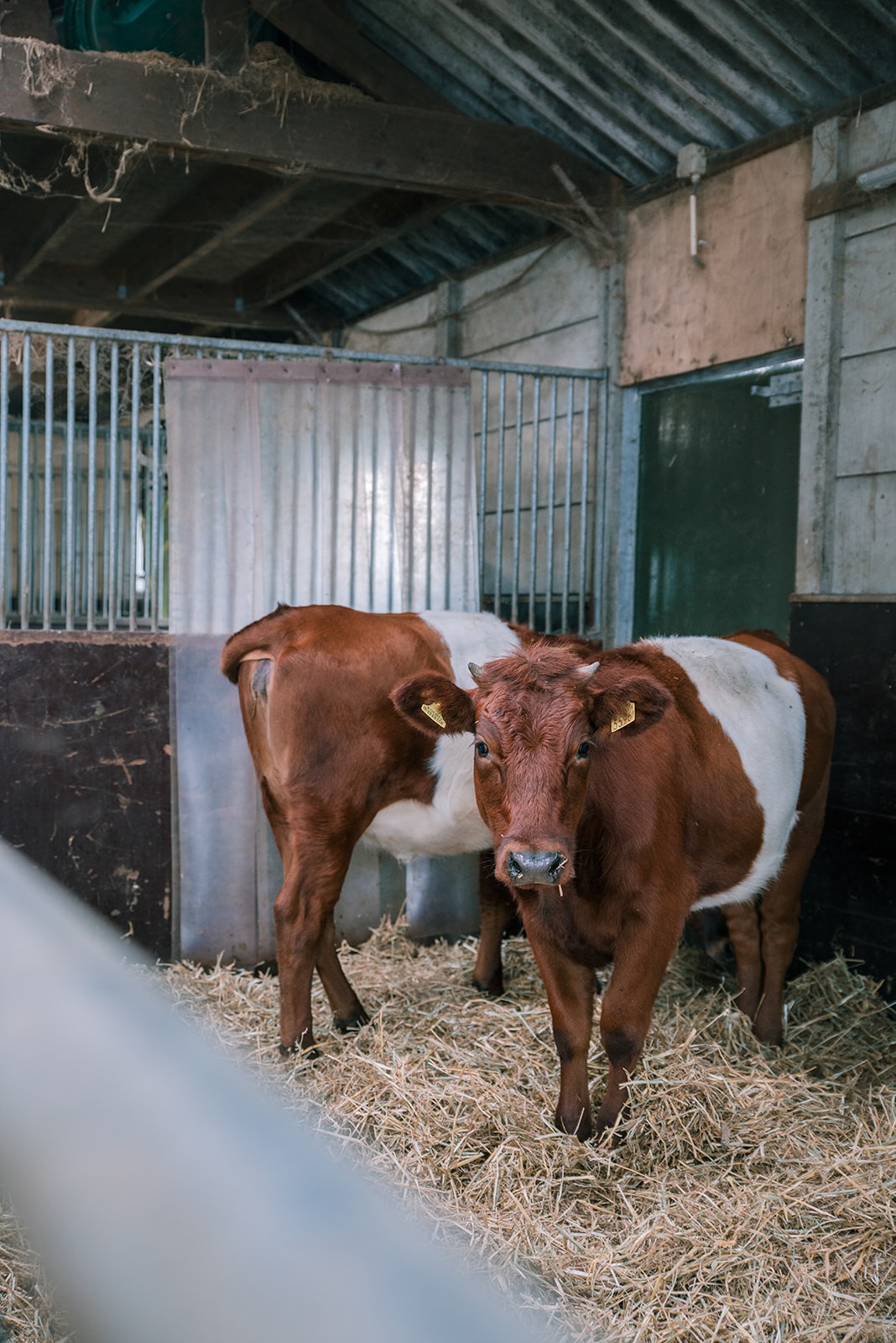 De zeldzame dieren van landgoed 't Heijk | BinnensteBuiten