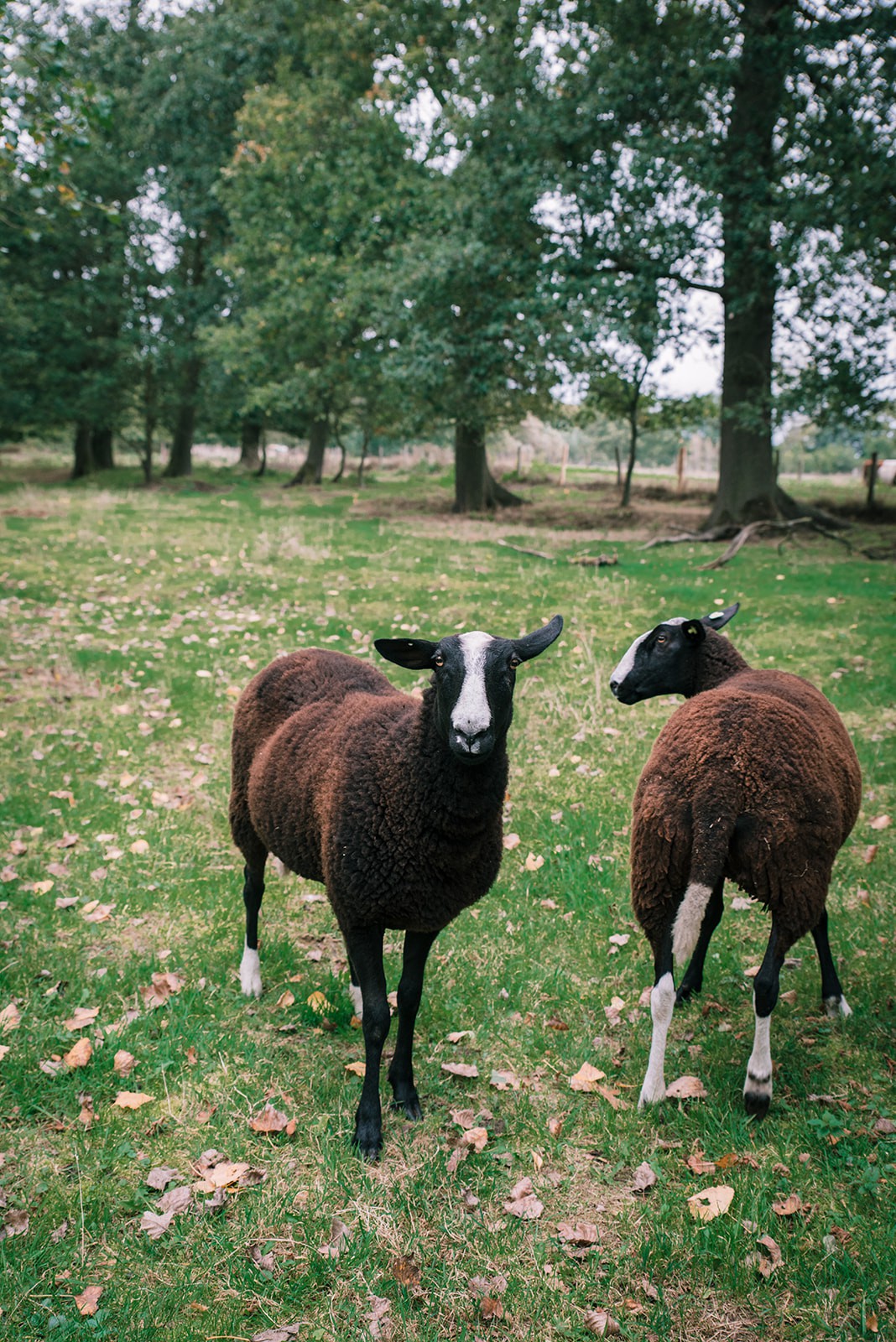 De zeldzame dieren van landgoed 't Heijk | BinnensteBuiten