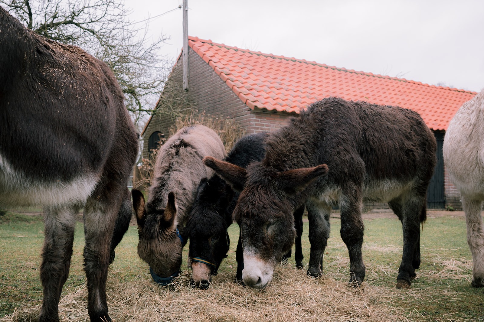 Hier wonen meer dan 40 ezeltjes in de opvang | BinnensteBuiten