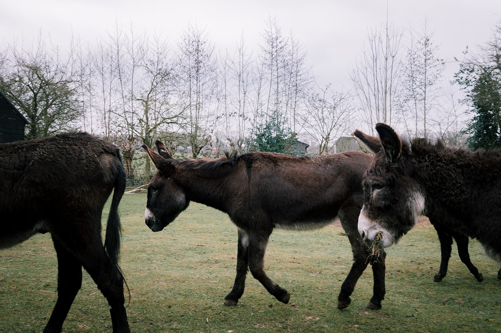 Hier wonen meer dan 40 ezeltjes in de opvang | BinnensteBuiten