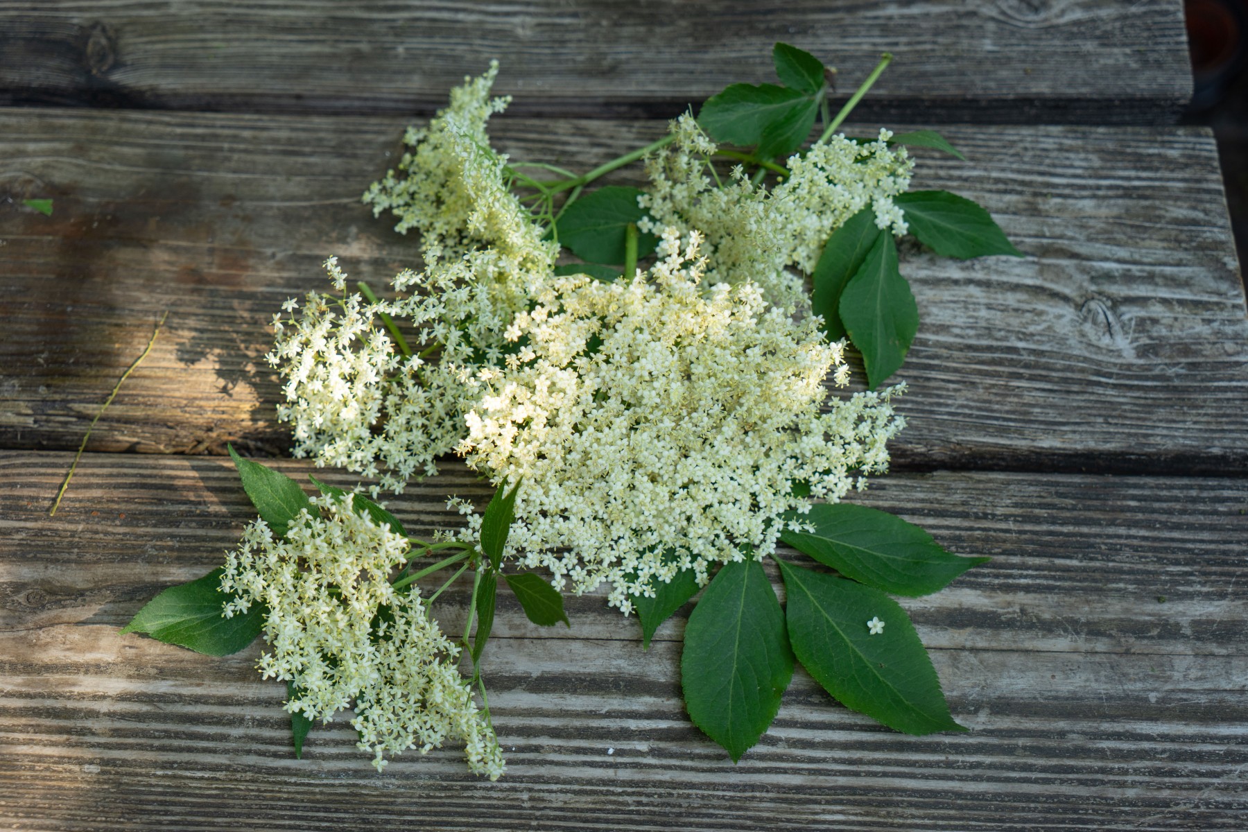 Maak zelf zomerse vlierbloesemsiroop | BinnensteBuiten